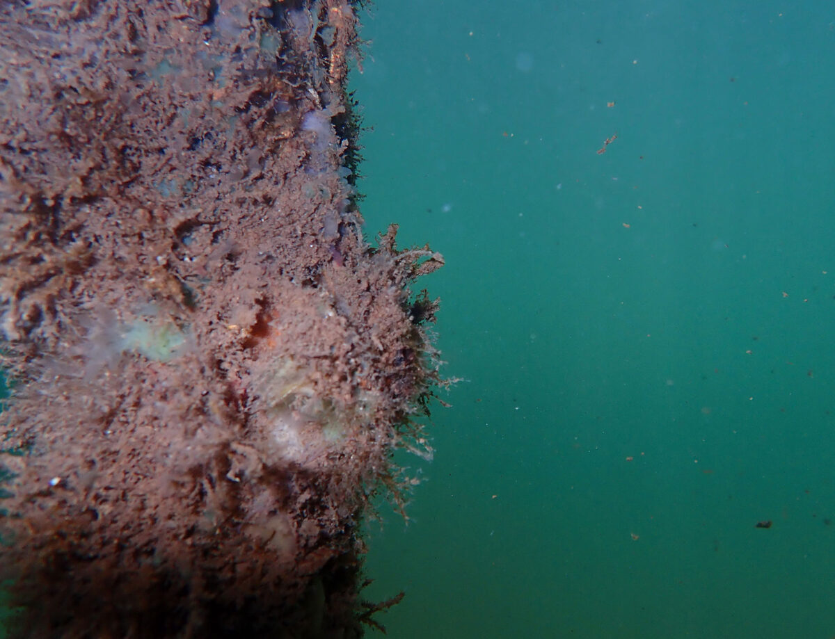 The Real Immortal Jellyfish